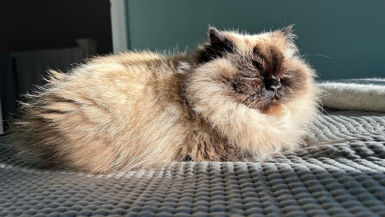 Penelope the Chocolate point Himalayan cat sleeping, then purring. Very ...