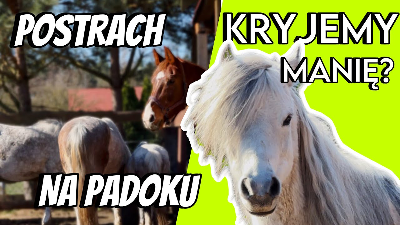 KONIE PRZERAŻONE! POSTRACH NA PADOKU! / WYBIERAMY IMIĘ DLA ŹREBAKA? - YouTube
