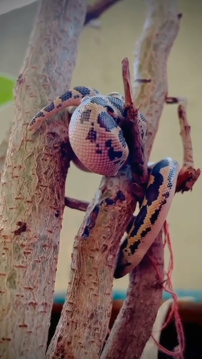 Python Snake - YouTube