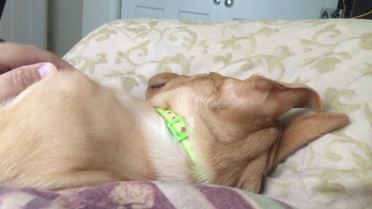 Sleepy Lab Puppy Gets Tummy Rubs - YouTube