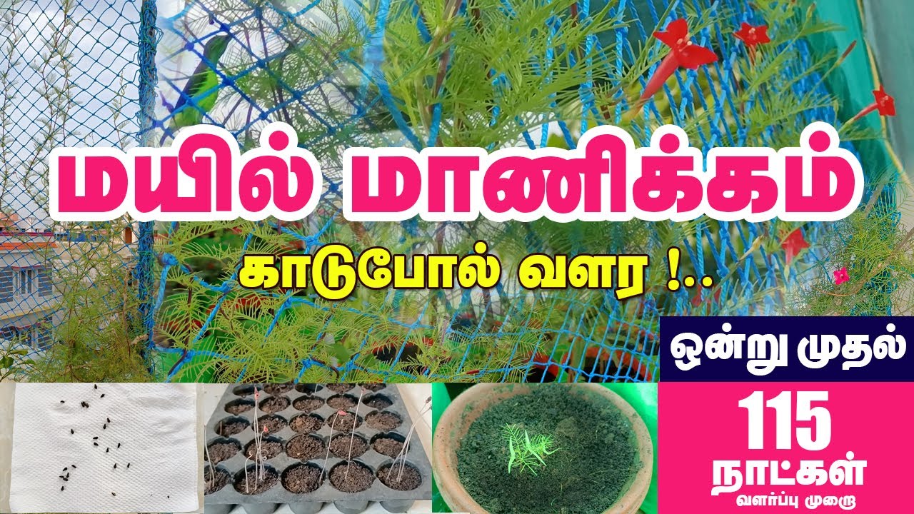 Learn How To Grow n Care For Cypress Vine Properly [With Results ...