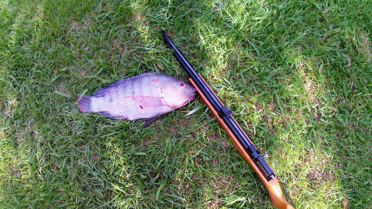 CARABINA PCP PR 900 Vs TILÁPIAS - YouTube