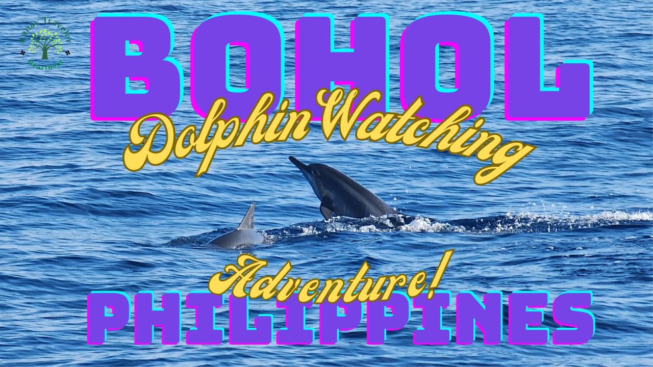 Bohol Dolphin Watching: Dive into Spectacular Marine Wonders - YouTube