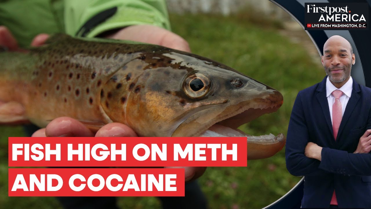 Animals get Hooked to Meth, Cocaine and Other Human Drugs | Firstpost ...