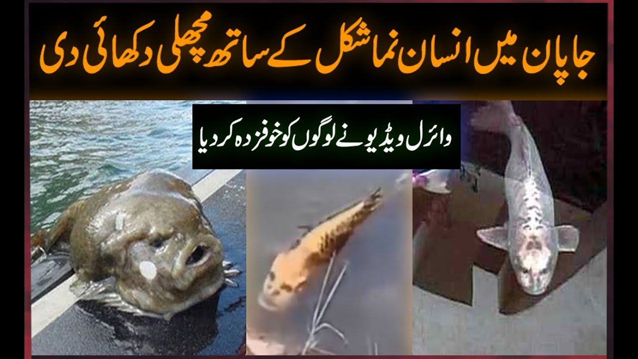 Humanoid Fish | mermaid Fish | Human Like Face Fish | Mysterious Fish ...