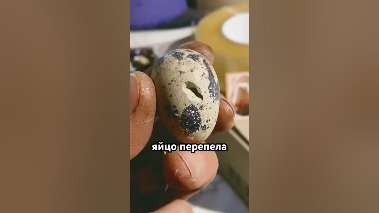 Купить инкубационное яйцо техасский мясной перепел Хитрук Елена Украина ...