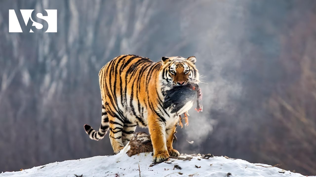 SIBERIA SĂLBATICĂ | Între lupi, tigri și ghețuri eterne – Documentar ...