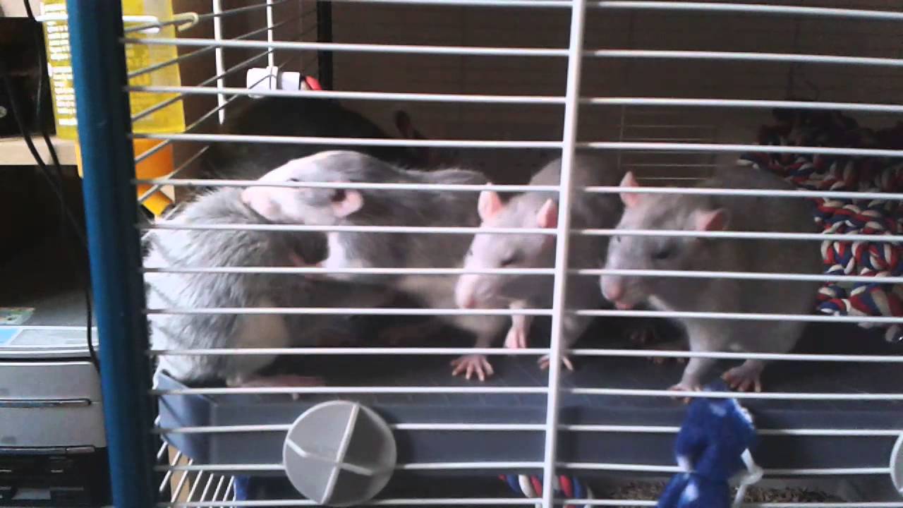 Crazy rat kittens saying hello - YouTube