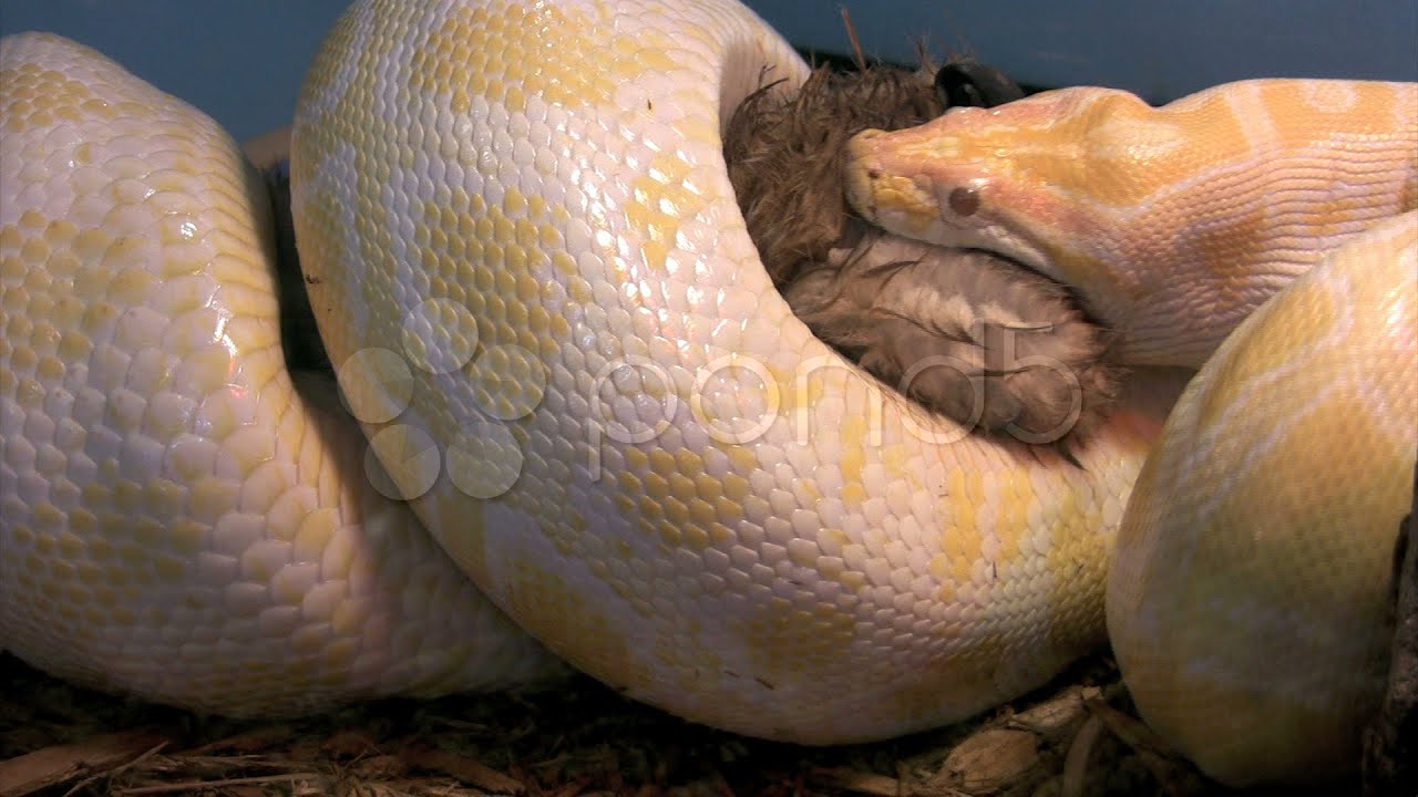 Burmese Python Squeezes And Smothers Rabbit. Stock Footage - YouTube