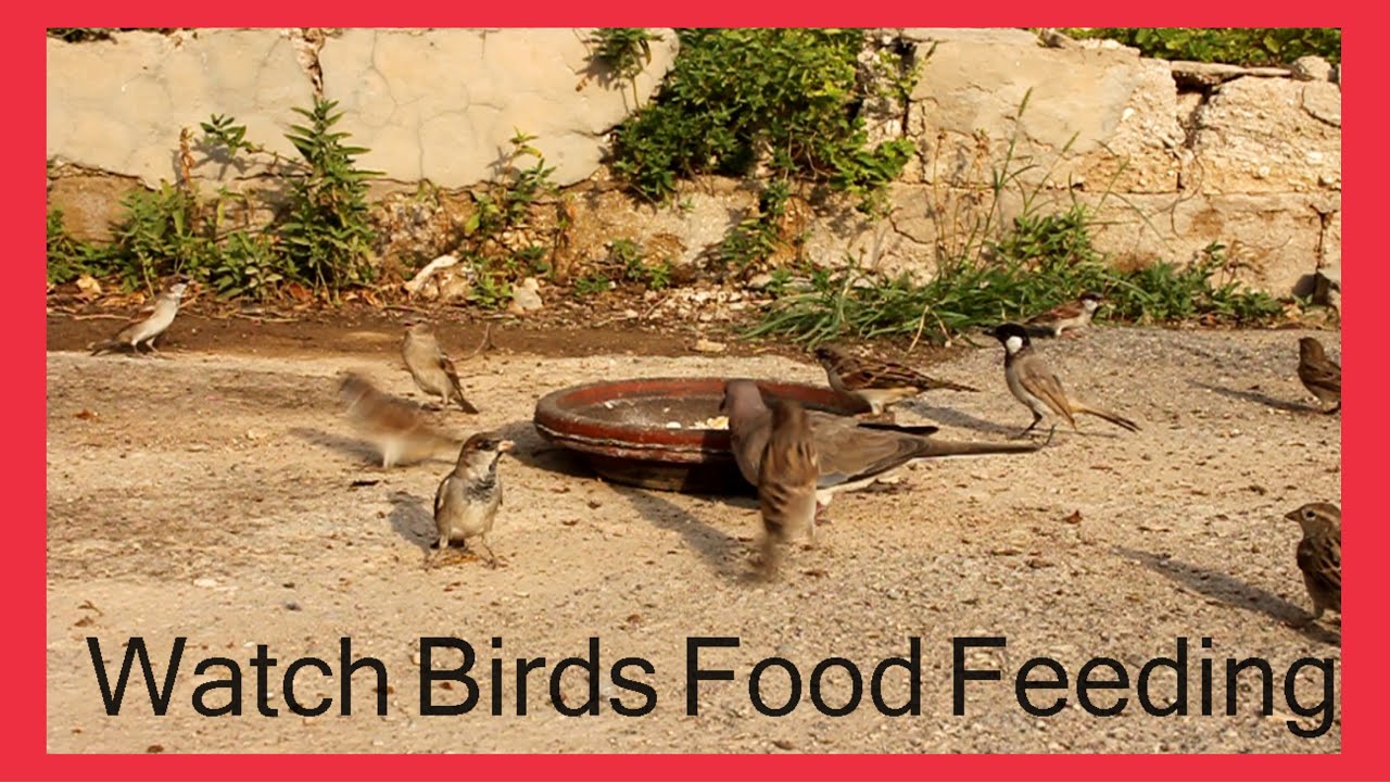 Watch Birds Food Feeding - YouTube