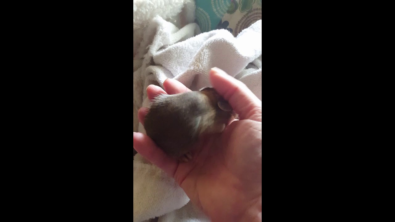 Baby rabbits I rescued - YouTube
