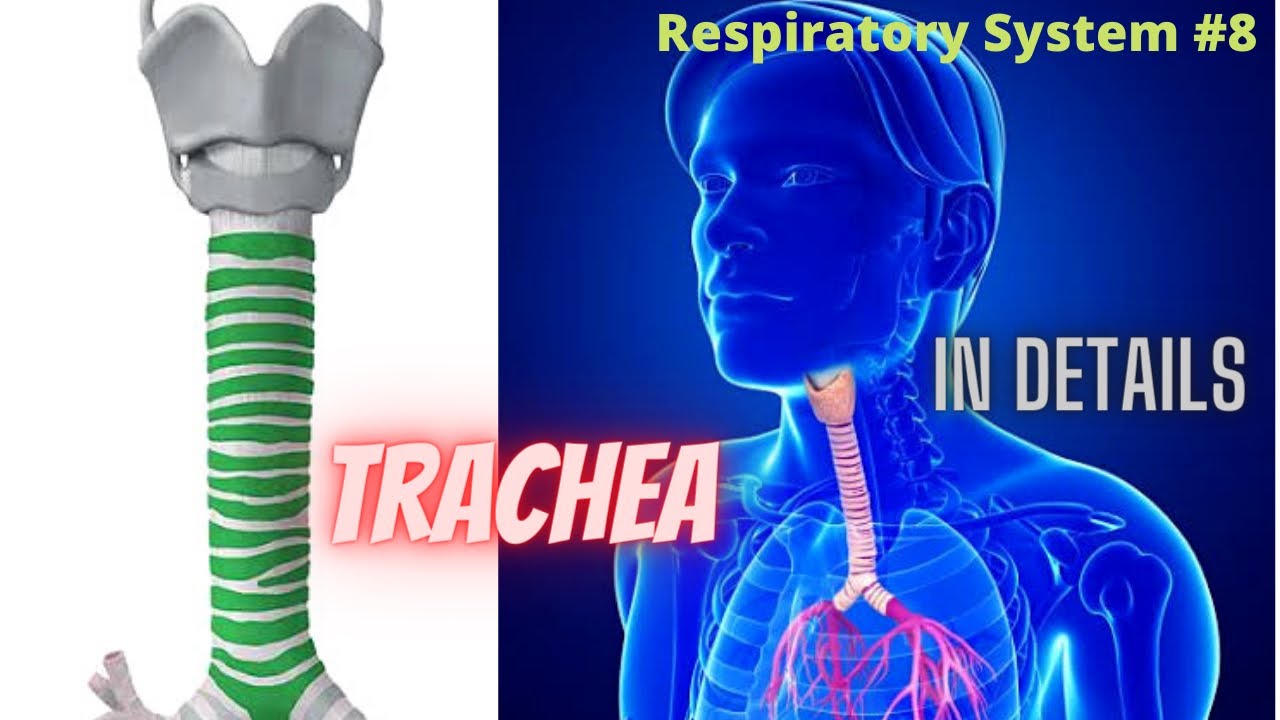 Trachea anatomy in details. Respiratory system part 8 - YouTube