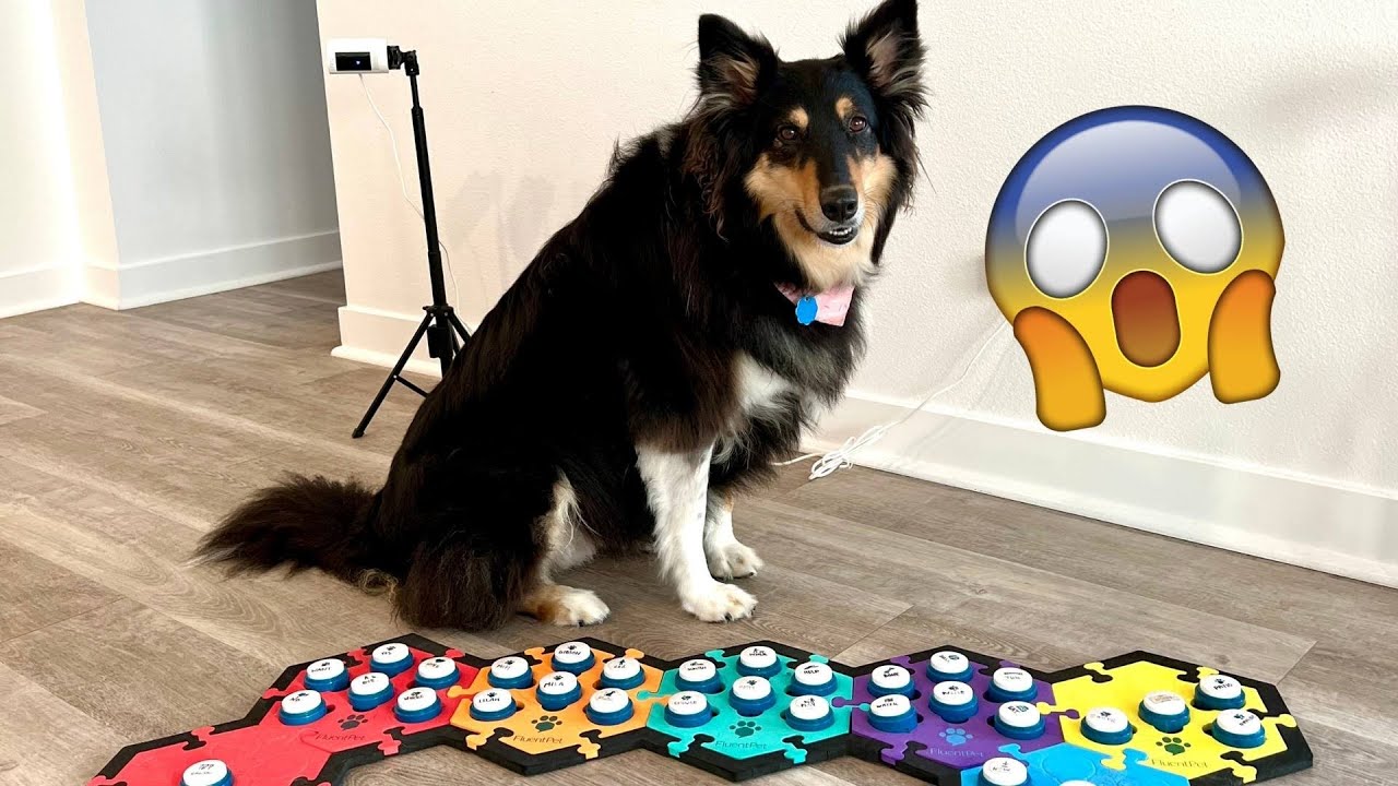 Talking Dog Buttons - Funniest, smartest, and BEST moments - YouTube