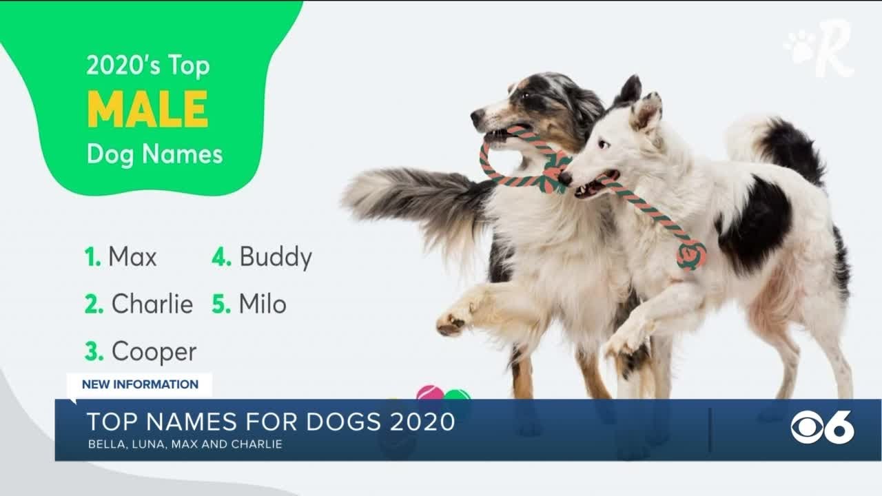 What Are The Most Common Dog Names