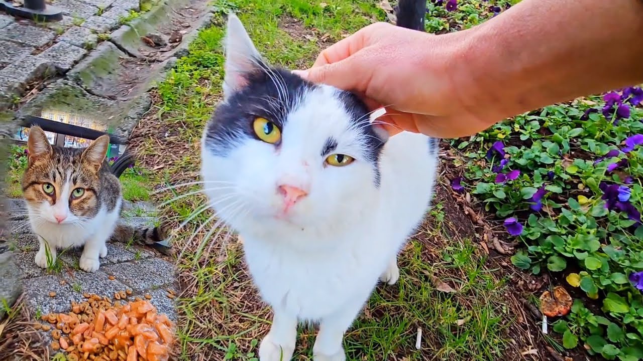 Two incredibly adorable, sweet and hungry cats strolling in the garden ...