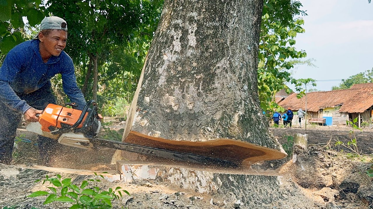 High Risk ‼️ Felling of 3 risky trees near residential areas. - YouTube