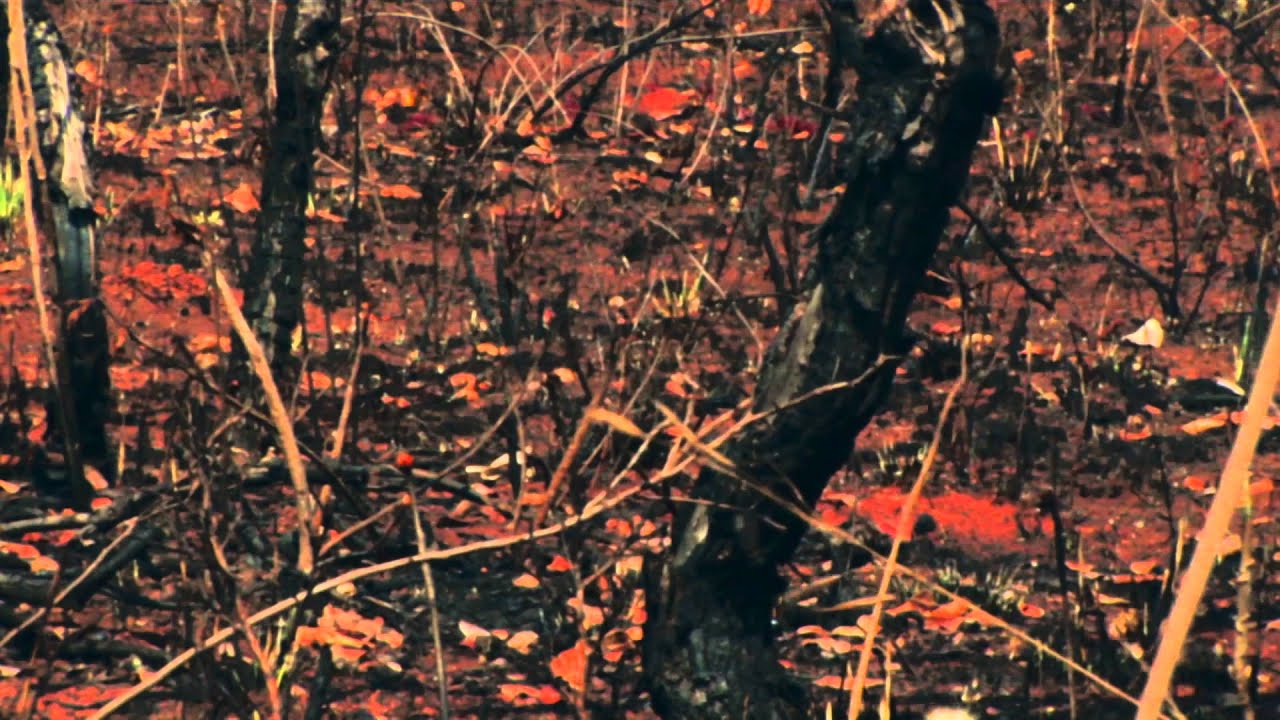 Ciclo da Queimada - Cerrado - YouTube