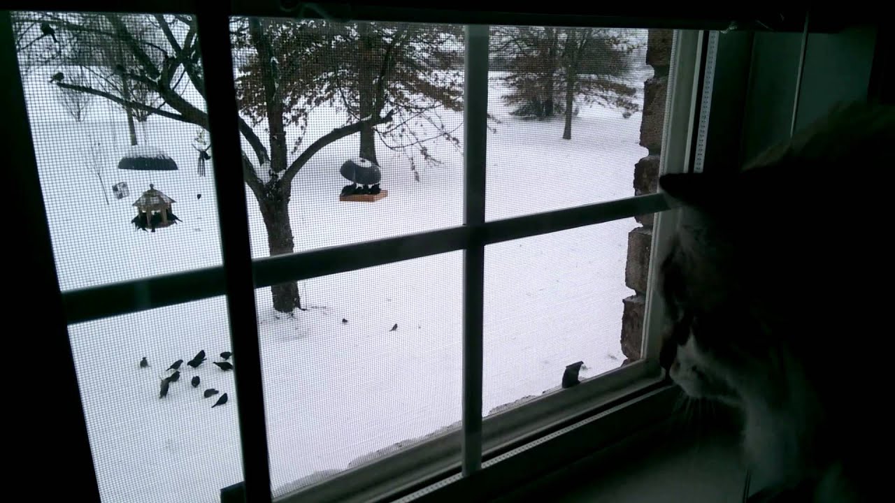 Winter Birds with Snowball, 3-4-15 - YouTube