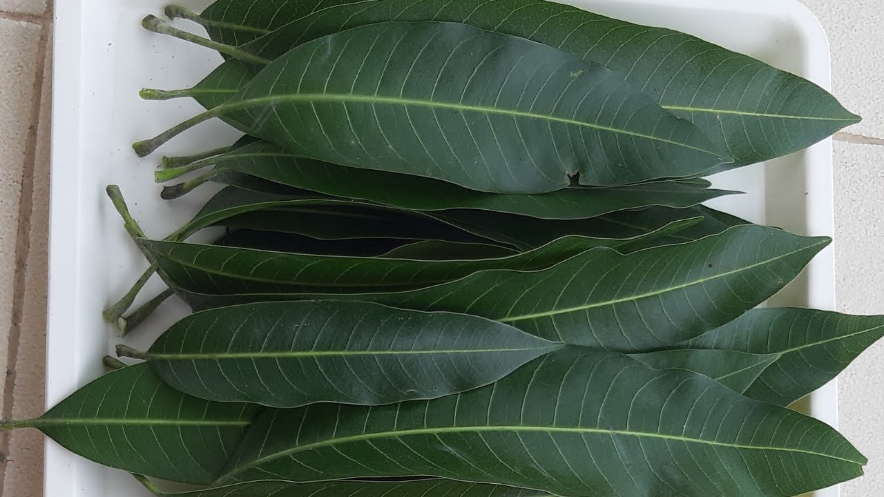 5 Type Natural Leaves Prabhavali/Kirita/Crown Making for ...
