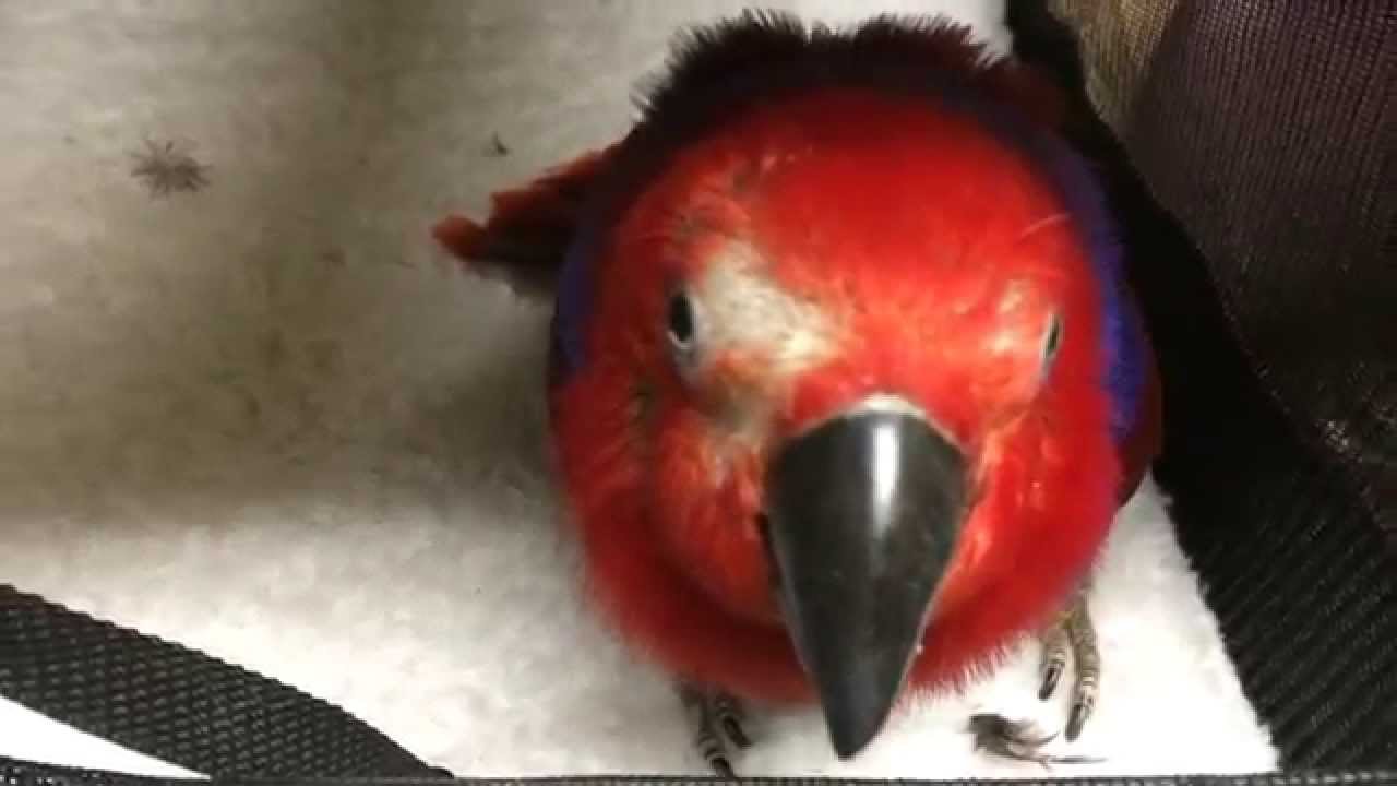 Eclectus in for feather plucking and for once not a mental disorder ...
