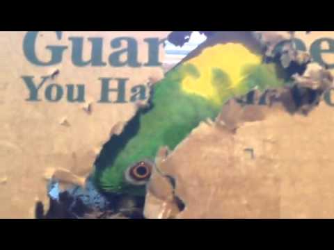 Waldo at work - YouTube