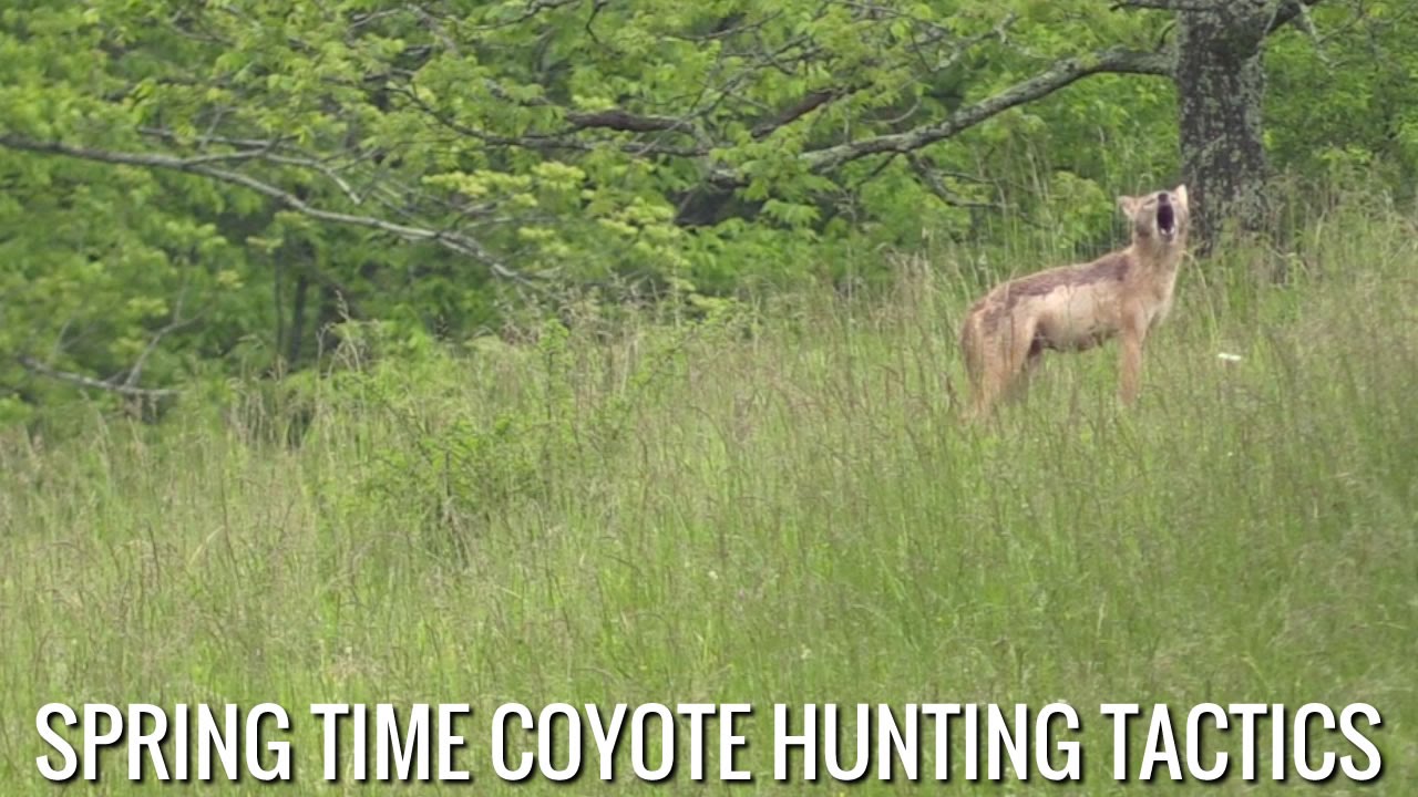 Spring Time Coyote Hunting Tactics - YouTube
