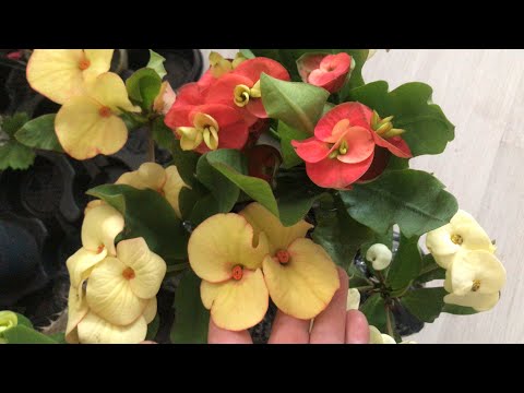 Harika iri çiçekli taylant millileri geldi 