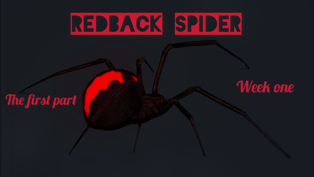 Redback spiders (Latrodectus hasselti) - YouTube