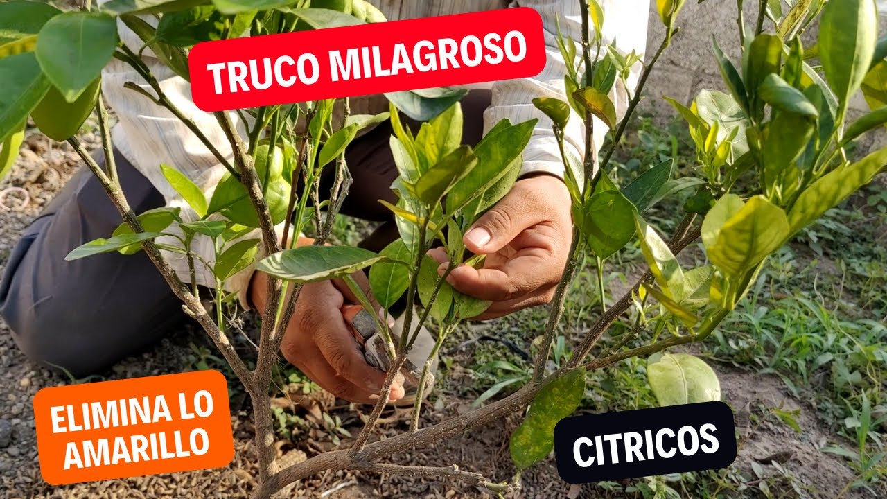 Truco milagroso para recuperar tu planta de naranja, nunca más estará ...