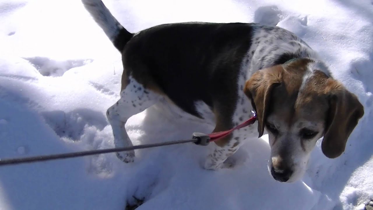 Peeing in the snow - YouTube