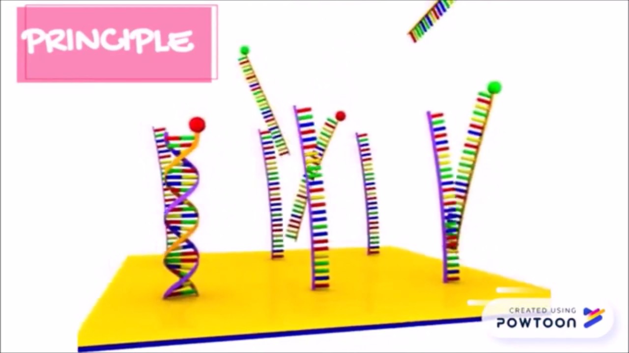 Uses And Application Of The Technique In Genomic Analysis Microarray Youtube
