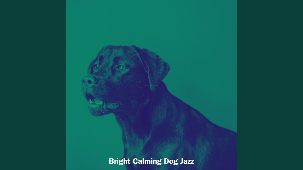 Fashionable Music For Dogs YouTube fashionable-music-for-dogs-youtube