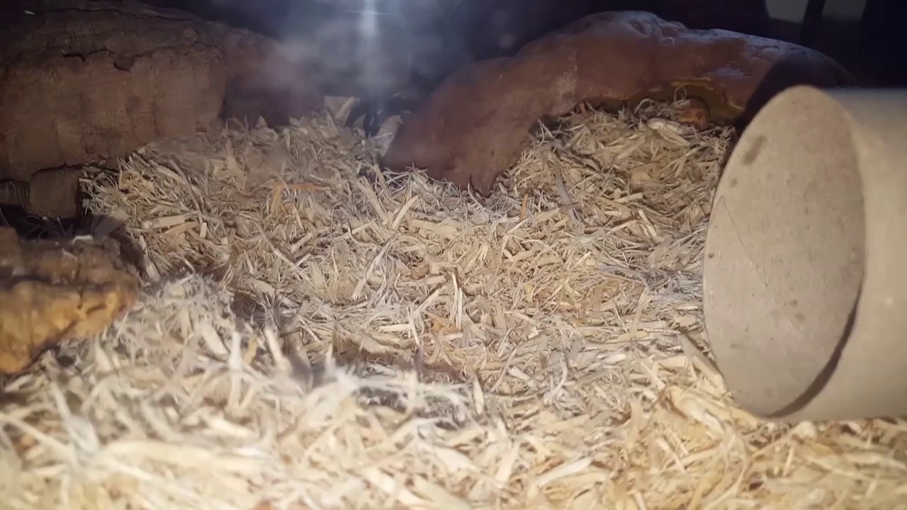 Hognose Snake Bite Report YouTube hognose-snake-bite-report-youtube