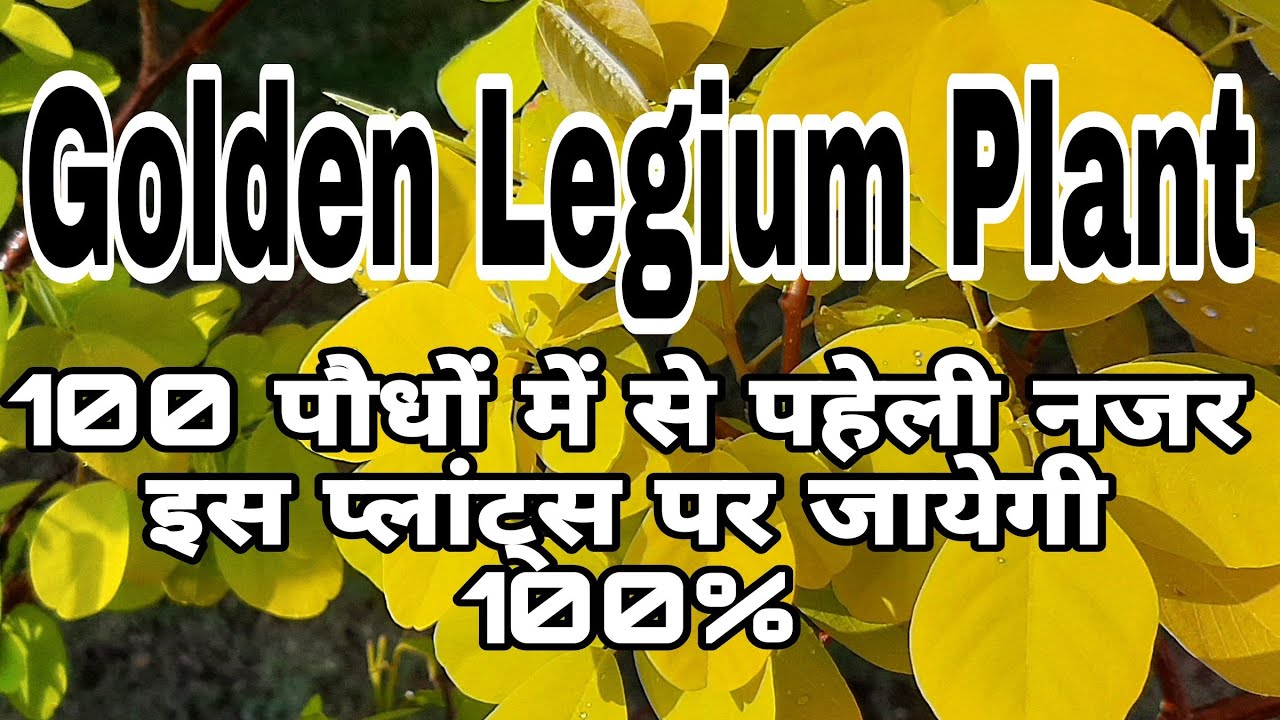 How to care of Desmodium or Golden Legiume plant || Golden Legium ...