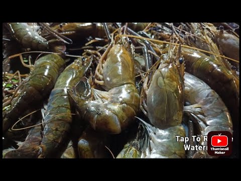 This Is The World Best Ever Fresh Water Prawn Recipe ||| River Prawn ...