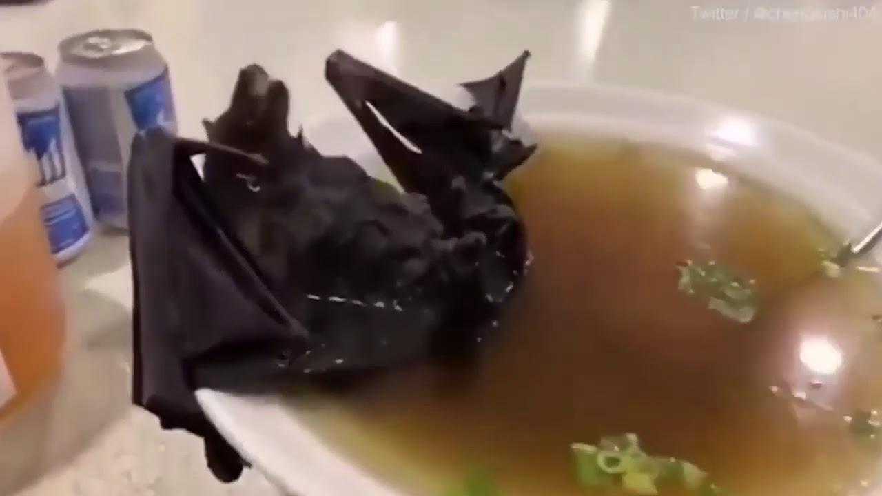 Bat soup in wuhan - YouTube