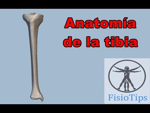 Anatomía de la tibia | ostelogía del miembro inferior - YouTube