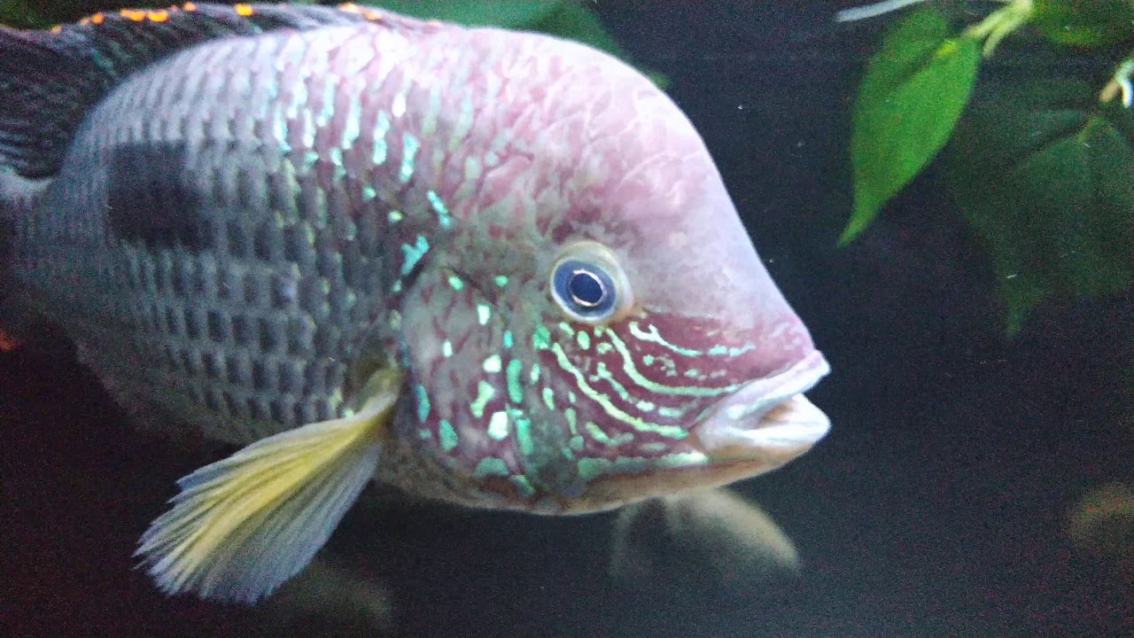 Aggressive 10inch Green Terror Cichlid - YouTube