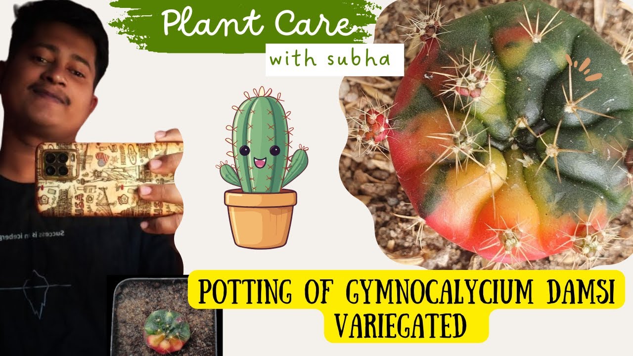 GYMNOCALYCIUM DAMSI VARIEGATED POTTING - YouTube