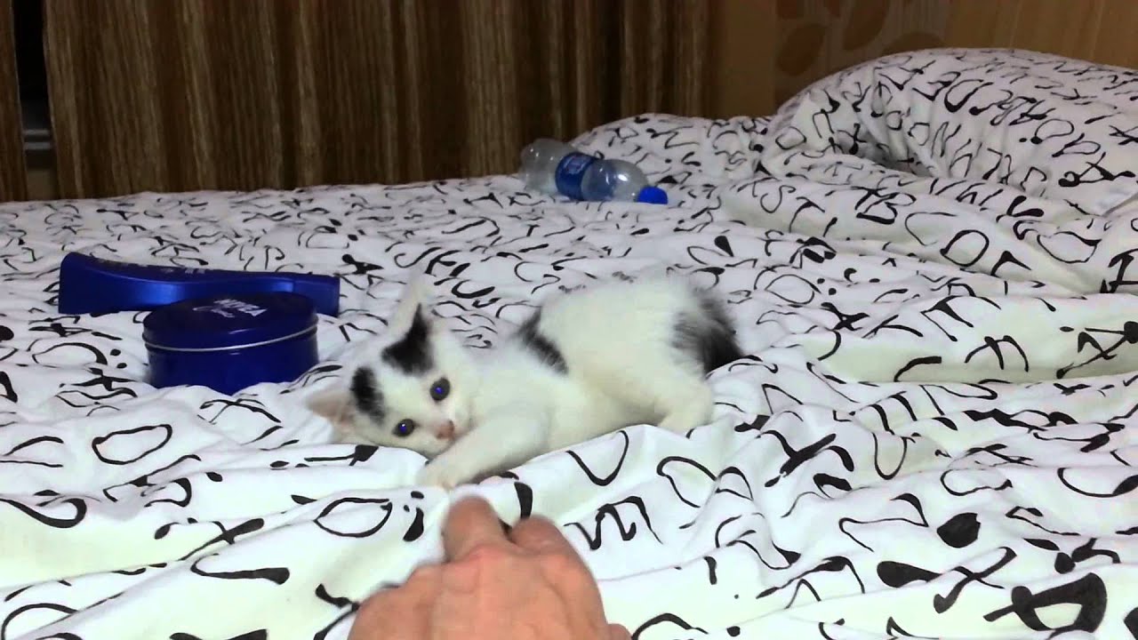 Funny rescued kitten playing and pouncing - YouTube