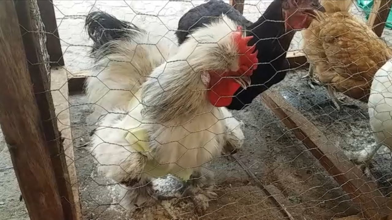 Eligen la gallina más pesada de Juigalpa, Chontales - YouTube