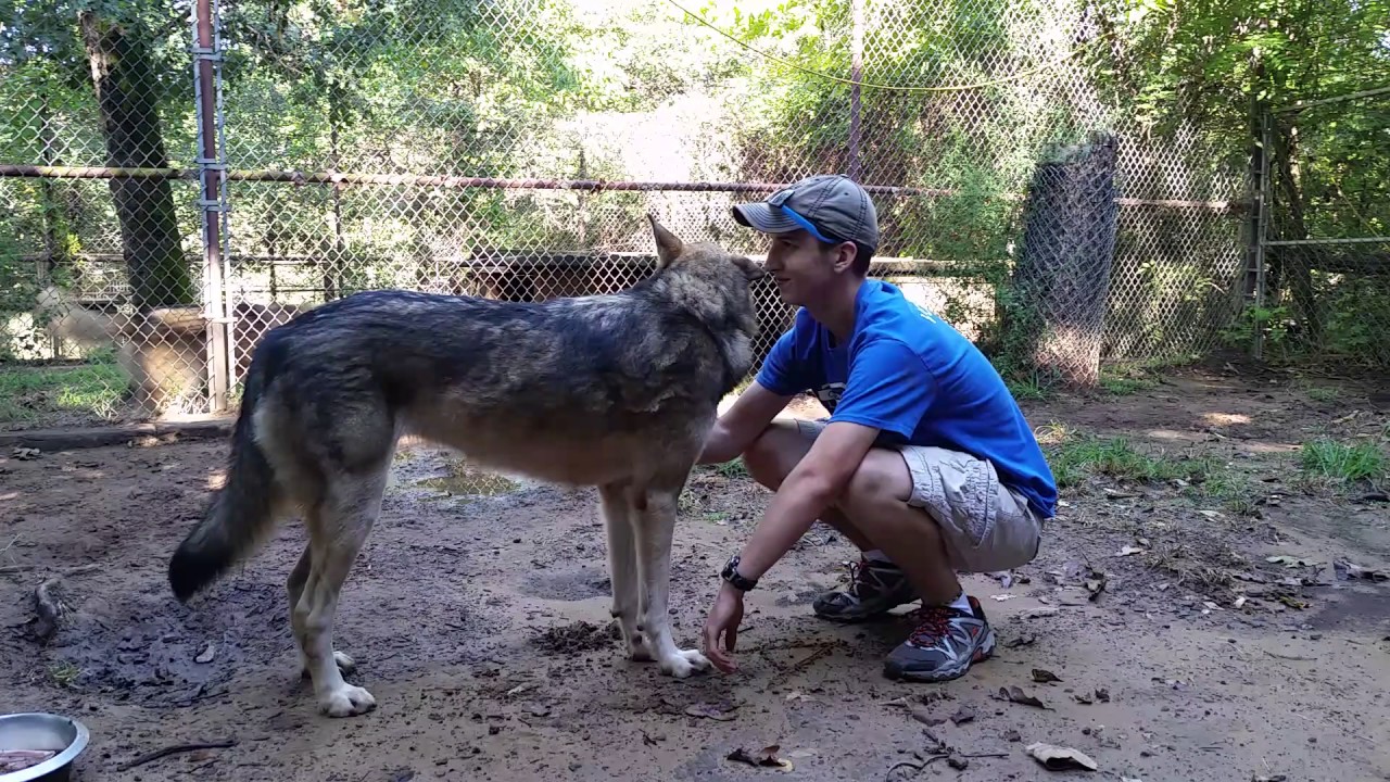 Playing With Wolves Part 3 - YouTube
