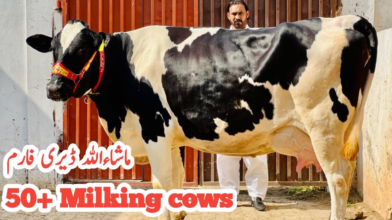 HF Breed | 50+ Milking Record | Australian cows | Jersey cows | Jani ...