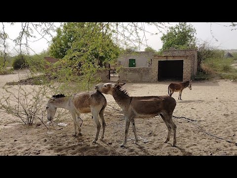 Group of donkeys enjoying video 😱 Funny Video of animals Donkeys-loving video of animals 🥰 - YouTube