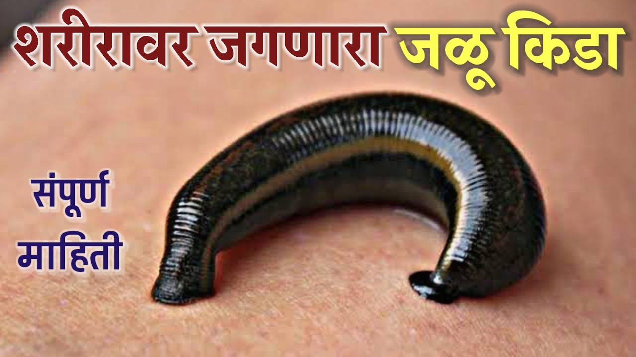 Jalu Kida Information In Marathi YouTube jalu-kida-information-in-marathi-youtube