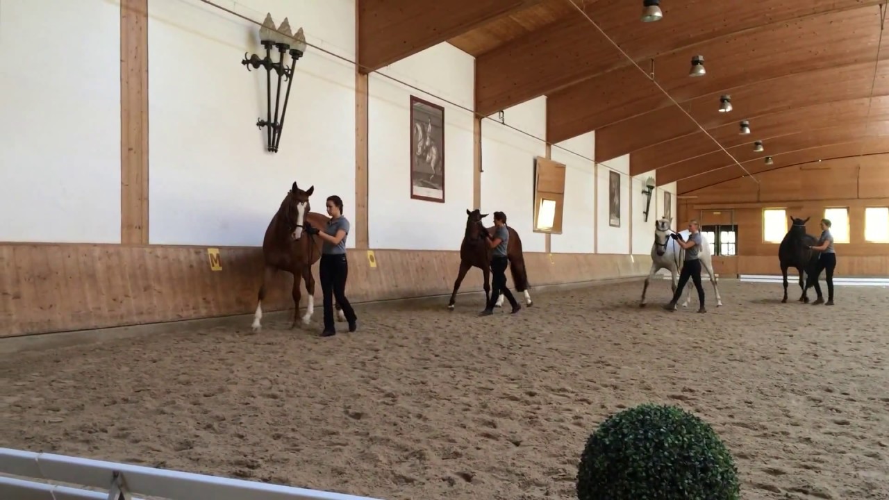 Работа с лошадью в руках. Ученицы Kathrin Roida - YouTube