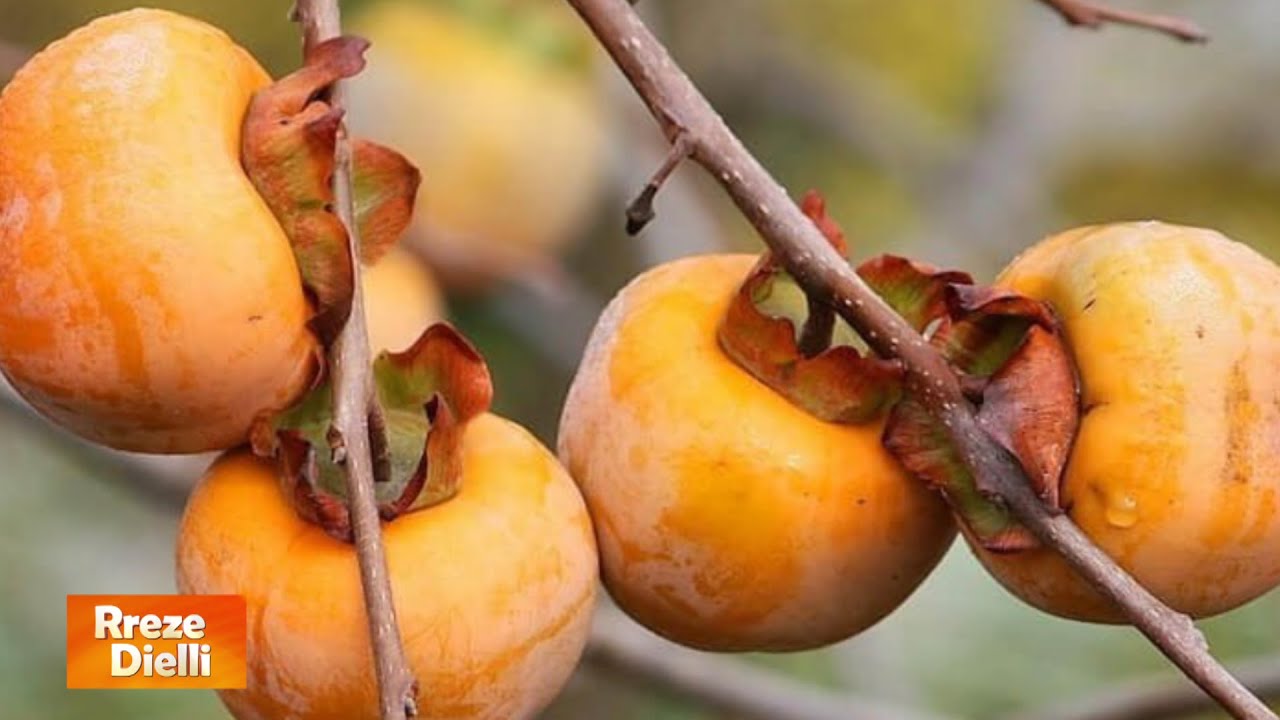 Hurma, vlerat e frutit më të mirë të vjeshtës - YouTube