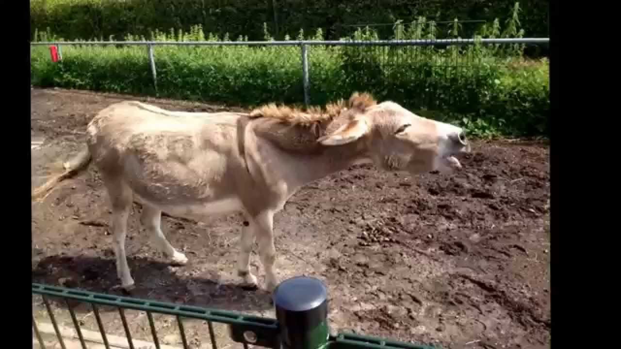 Ezel balkende ezel (wat zegt U?) - YouTube