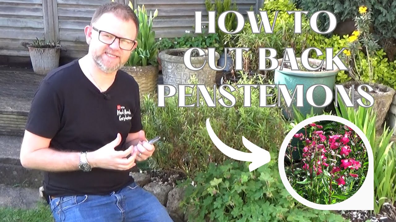 Cutting Back Penstemon Plants in Spring | How to Prune Penstemons ...