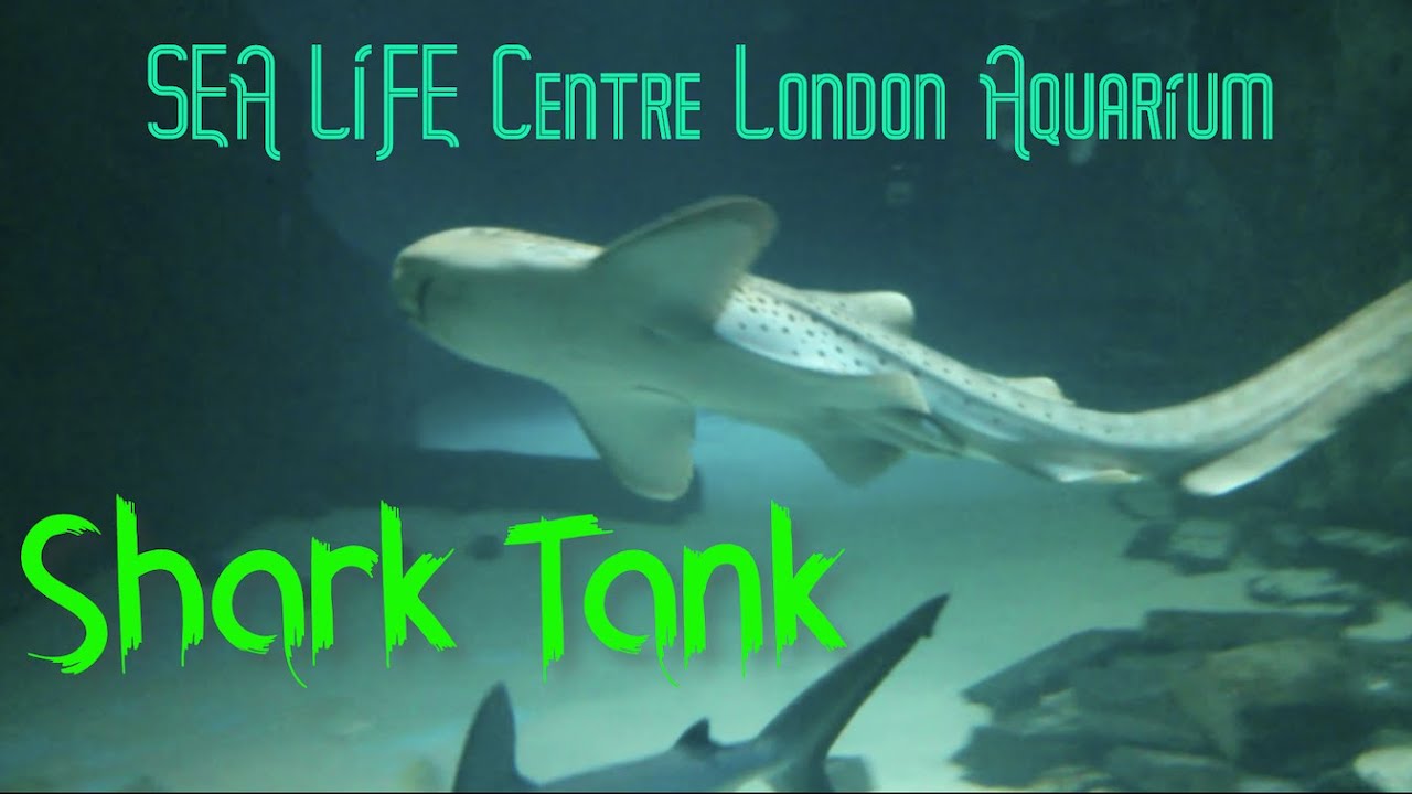 Shark Tank | SEA LIFE Centre, London - with view from the feeding area ...